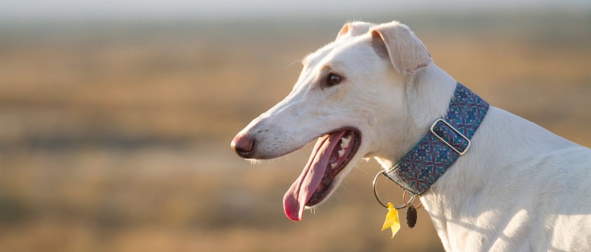 Chart Polski - Steckbrief, Charakter, Wesen und Haltung