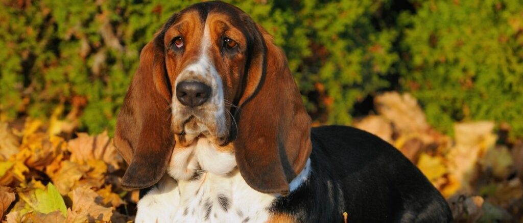 Beagle - Steckbrief, Charakter, Wesen und Haltung