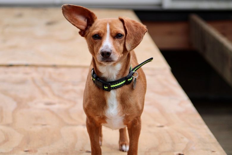 Chiweenie - Chihuahua-Dackel-Mix im Portrait | edogs Magazin