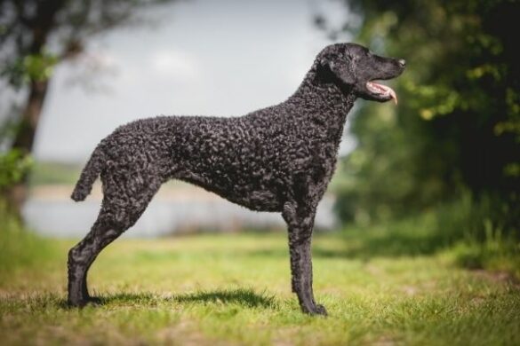 Curly Coated Retriever - Steckbrief, Charakter, Wesen und Haltung