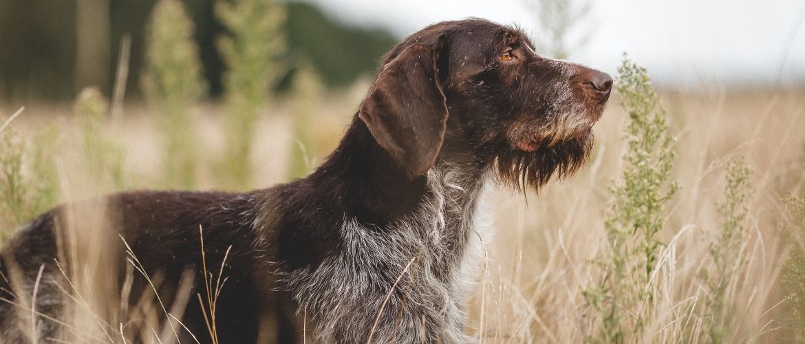 Deutsch Drahthaar - Steckbrief, Charakter, Wesen und Haltung