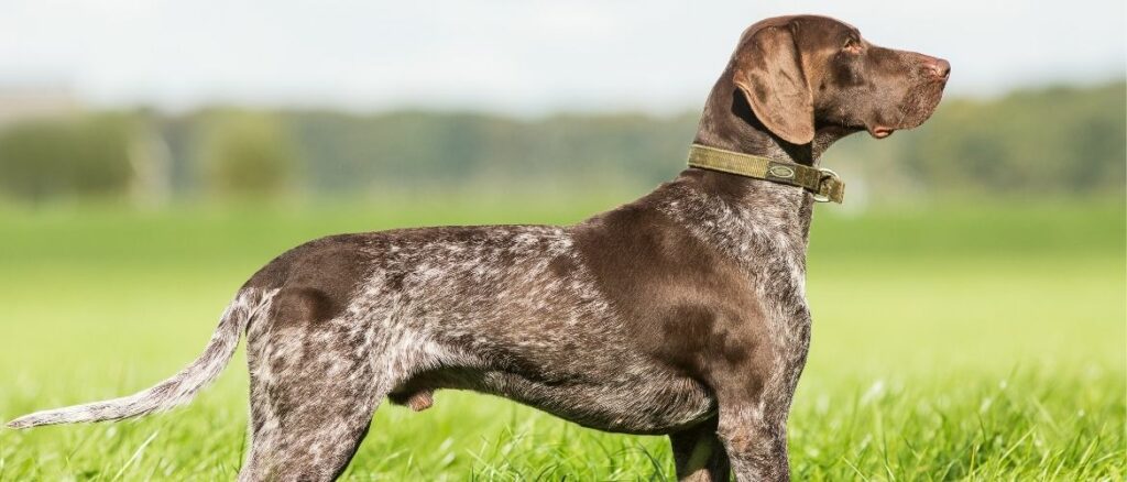 Jagdhunde: Wahre Spezialisten in der Natur | edogs Magazin