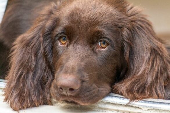 Deutsch Langhaar - Steckbrief, Charakter, Wesen und Haltung