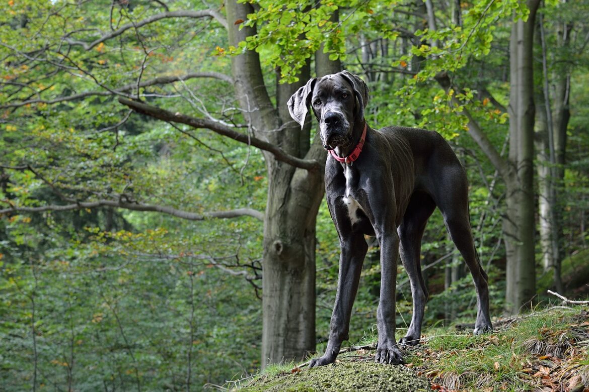 Deutsche Dogge - Steckbrief, Charakter, Wesen und Haltung