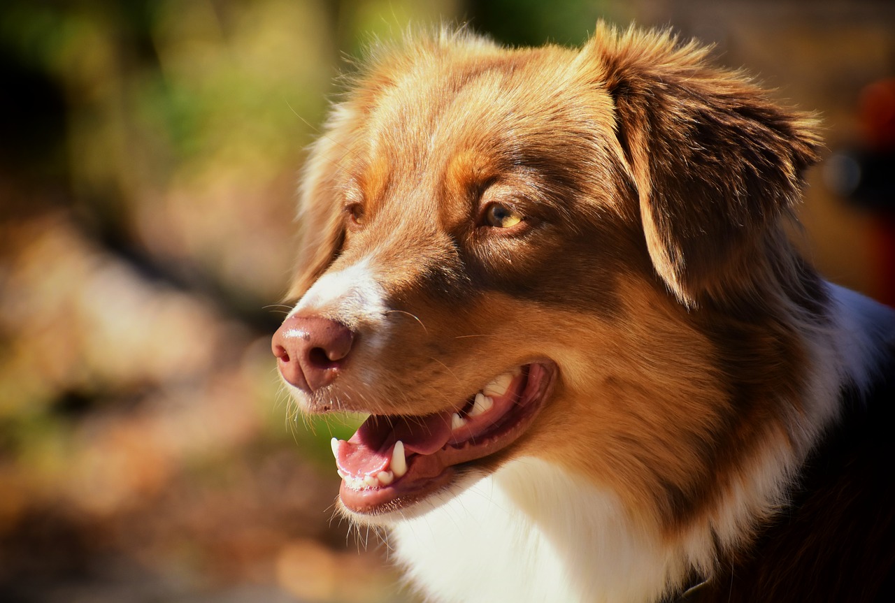 Hunderassen von A bis Z mit Bild | edogs Magazin