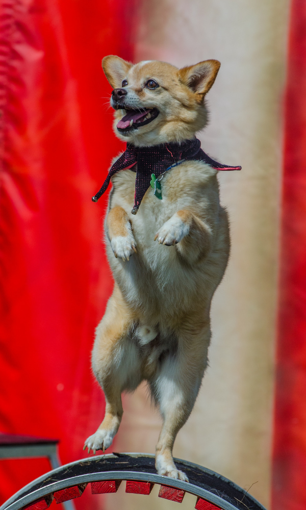 Dog Dancing - der etwas andere Hundesport - edogs