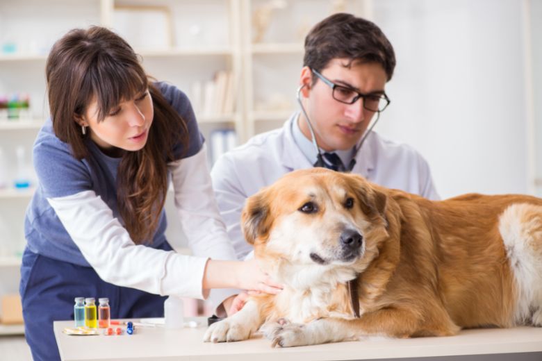 ED beim Hund I Ellbogendysplasie: Alle Fakten I edogs Magazin