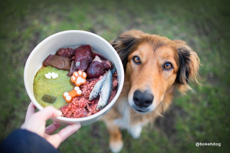 Hund barfen: wie funktioniert das richtig? | edogs Magazin