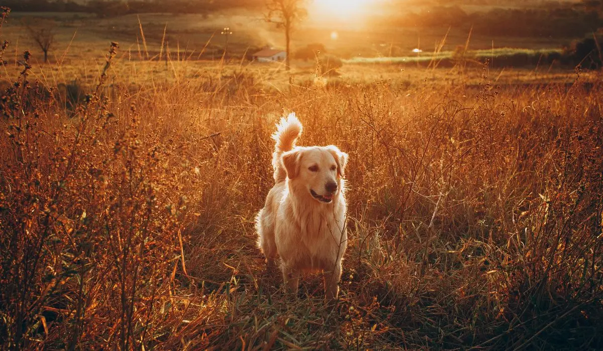 Golden Retriever Reggie erbt Millionen von Diane Keaton