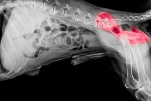 ED beim Hund I Ellbogendysplasie: Alle Fakten I edogs Magazin