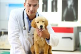ED beim Hund I Ellbogendysplasie: Alle Fakten I edogs Magazin
