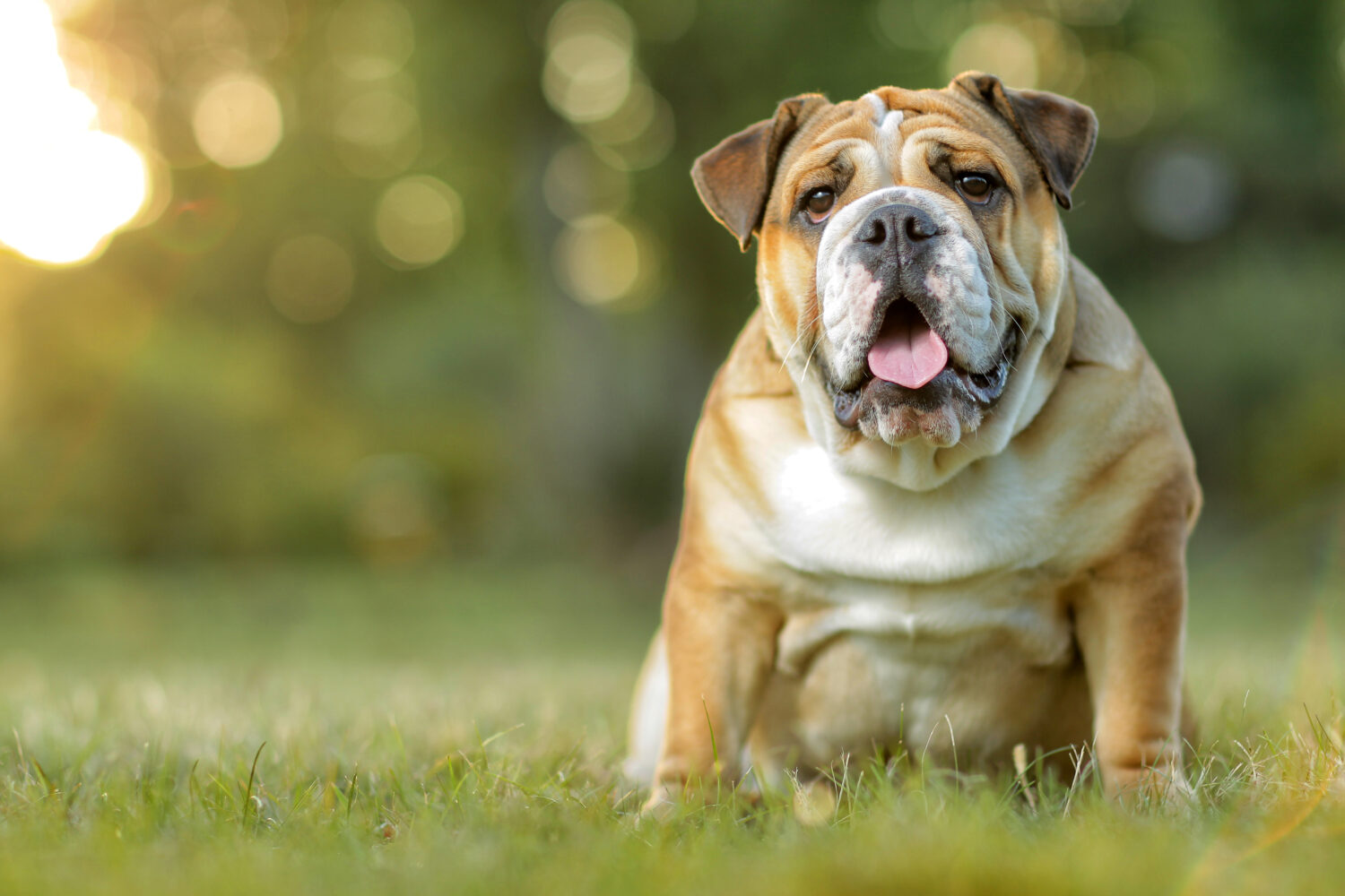 Englische Bulldogge - Steckbrief, Charakter, Wesen und Haltung