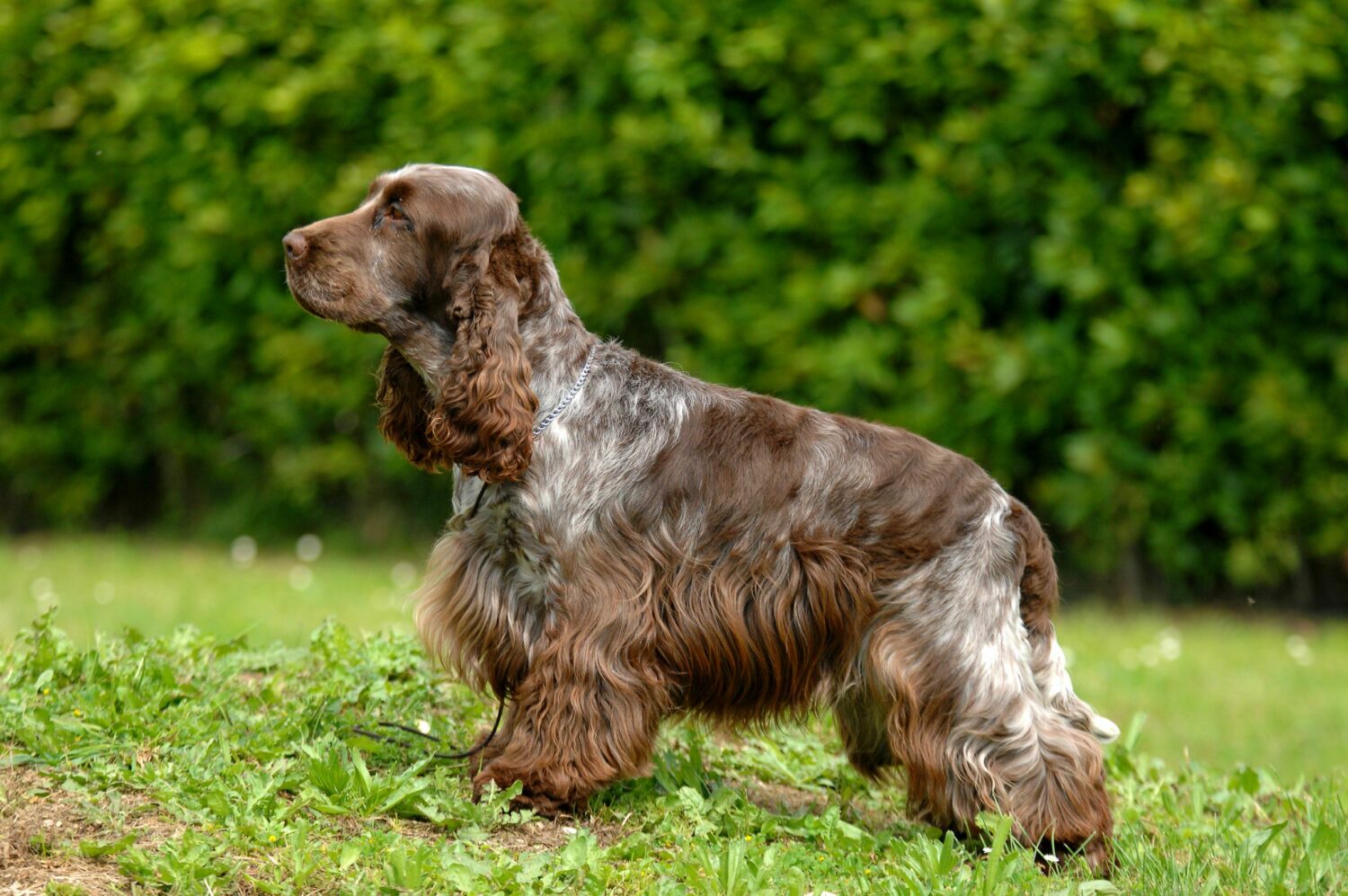English Cocker Spaniel - Steckbrief, Charakter, Wesen und Haltung