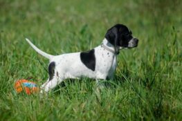 English Pointer - Steckbrief, Charakter, Wesen und Haltung