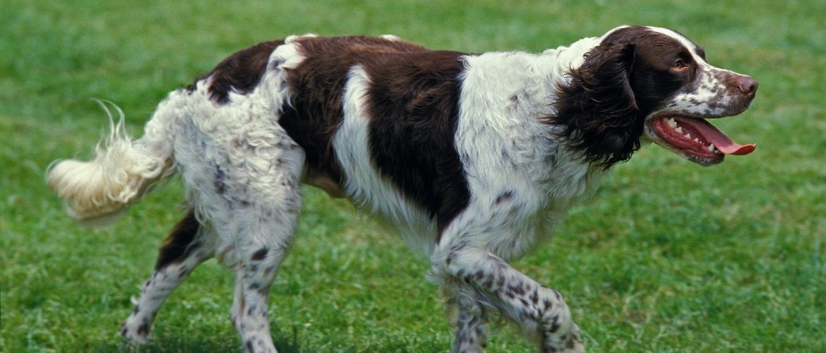 Epagneul Breton - Steckbrief, Charakter, Wesen und Haltung