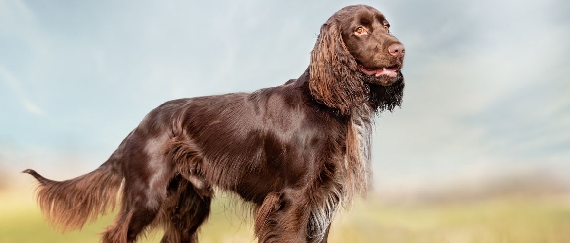 Field Spaniel - Steckbrief, Charakter, Wesen und Haltung
