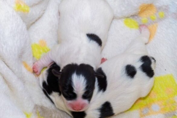 Geburt beim Hund - Das ist jetzt wichtig | edogs Magazin