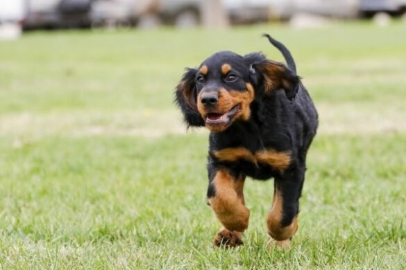 Gordon Setter - Steckbrief, Charakter, Wesen und Haltung