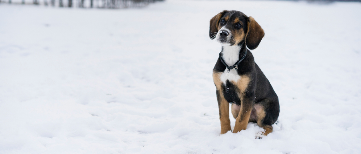 Beagle - Steckbrief, Charakter, Wesen und Haltung