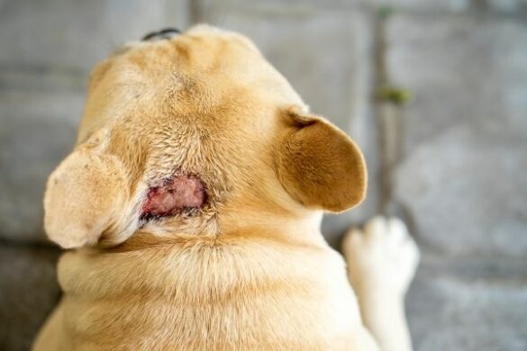 Hotspot beim Hund: Die runden Entzündungen | edogs Magazin