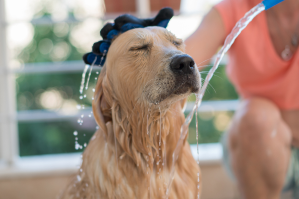 Anatomie beim Hund – von Kopf bis Rute I edogs Magazin