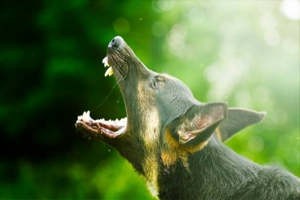 Hund bellt andere Hunde an - edogs Magazin