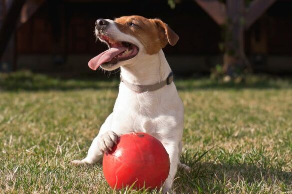 Hunde Spiele: Die Top 10 der besten Spiele I edogs Magazin