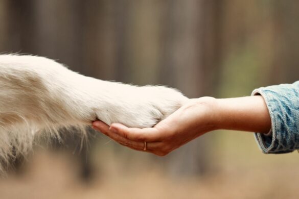 Geburt beim Hund - Das ist jetzt wichtig | edogs Magazin