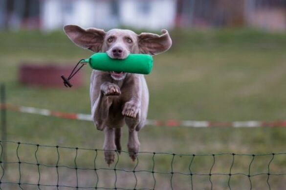 Dummytraining: Tipps zum richtigen Ablauf | edogs Magazin