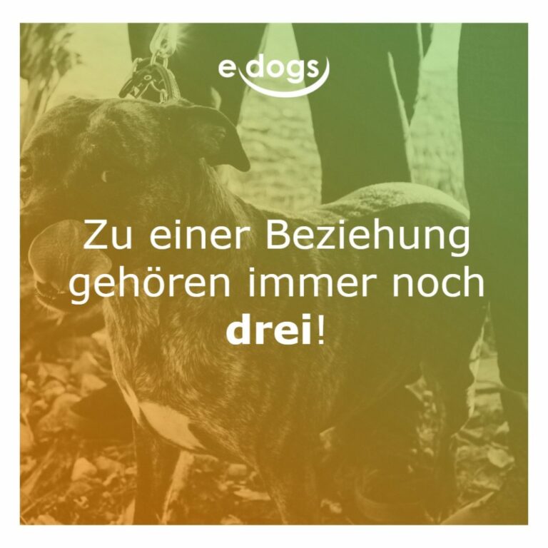50+ Beste Hundesprüche & Weisheiten | edogs.de Magazin