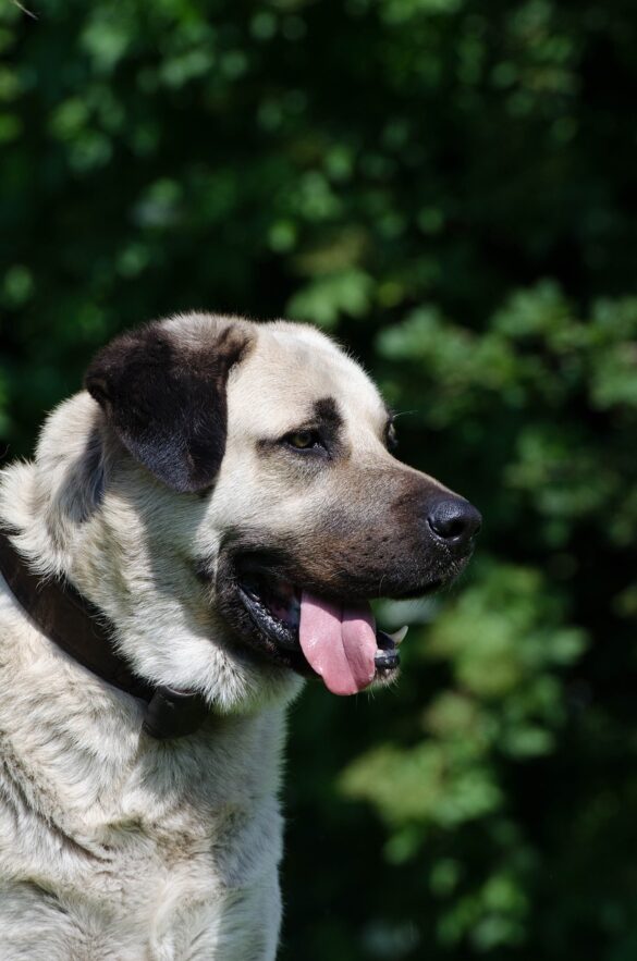 Kangal - Steckbrief, Charakter, Wesen und Haltung