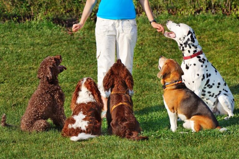 Kosten für einen Dackel I edogs Magazin