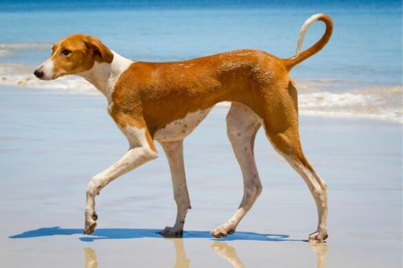 Windhunde Rassen von A bis Z mit Bildern | edogs Magazin