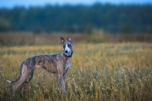 Windhunde Rassen von A bis Z mit Bildern | edogs Magazin