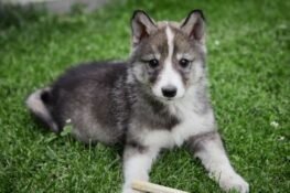 Laika - Steckbrief, Charakter, Wesen und Haltung