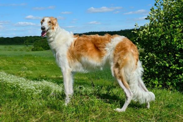 Windhunde Rassen von A bis Z mit Bildern | edogs Magazin