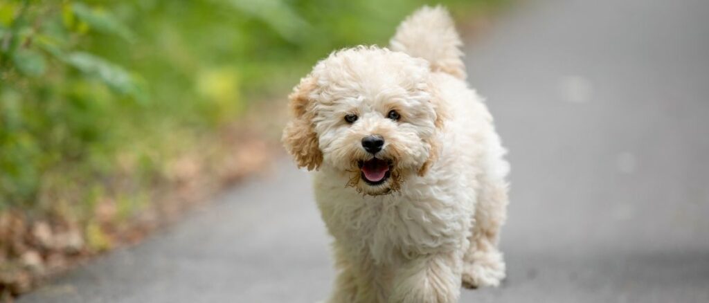 Havapoo - Steckbrief, Charakter, Wesen und Haltung