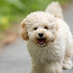 Labradoodle - Steckbrief, Charakter, Wesen & Haltungedogs
