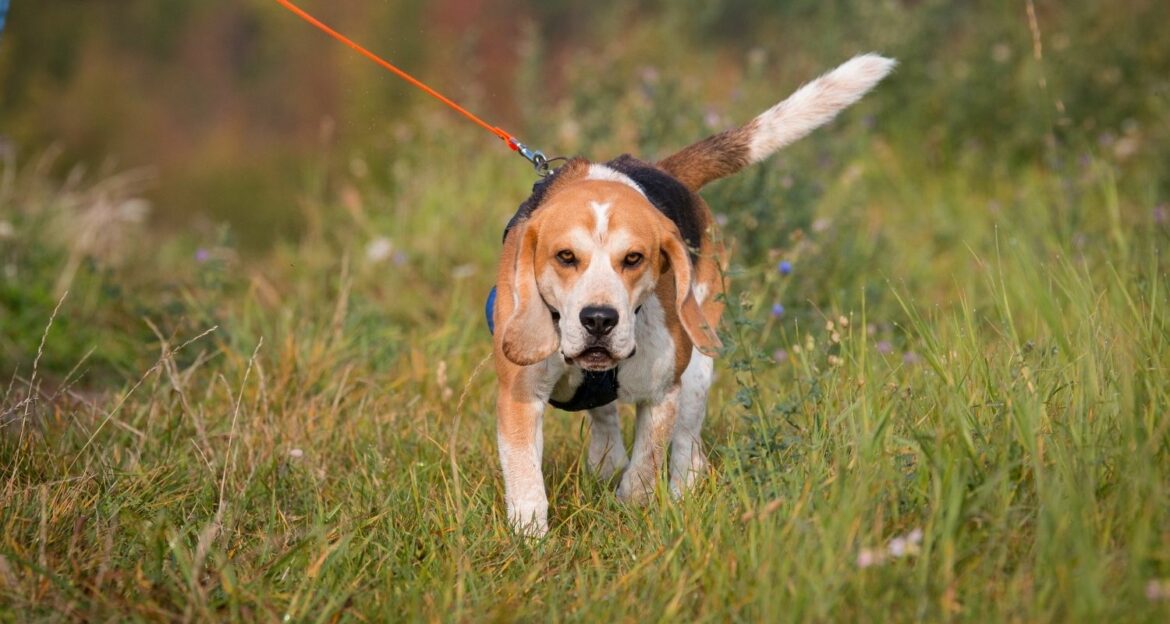 Beagle - Steckbrief, Charakter, Wesen und Haltung