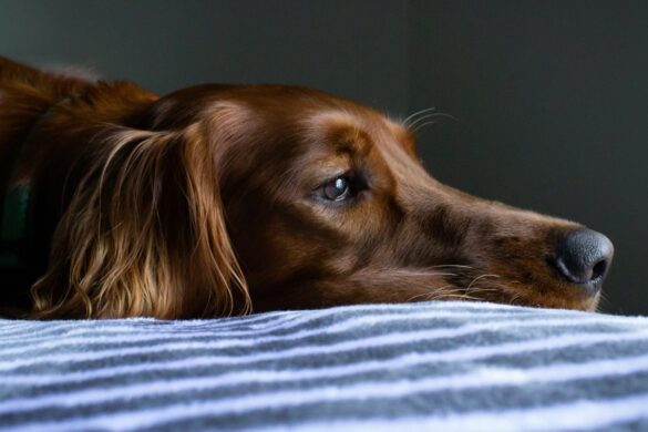 Geburt beim Hund - Das ist jetzt wichtig | edogs Magazin