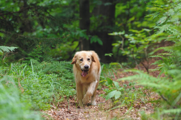 Haarlinge beim Hund- Was es zu beachten gibt | edogs Magazin