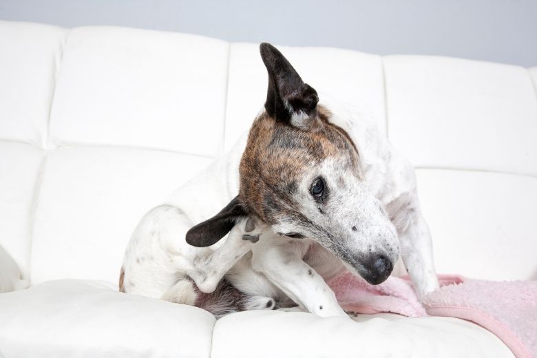 Ohrmilben beim Hund: Symptome Behandlung | edogs Magazin