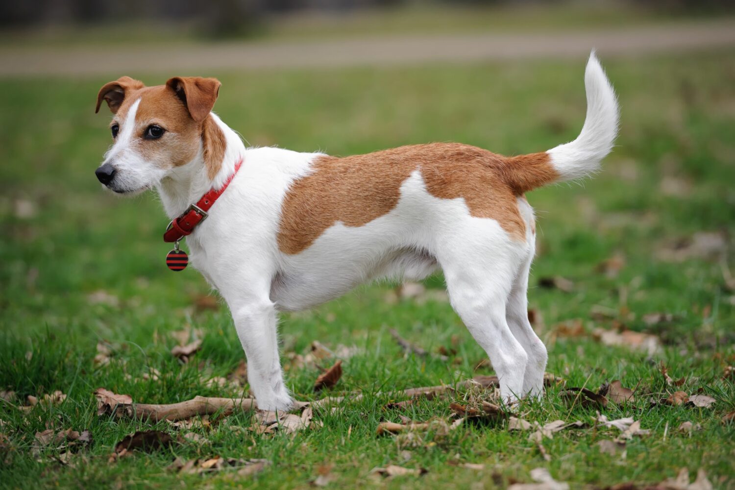 Parson Russell Terrier im Rasseportrait | edogs