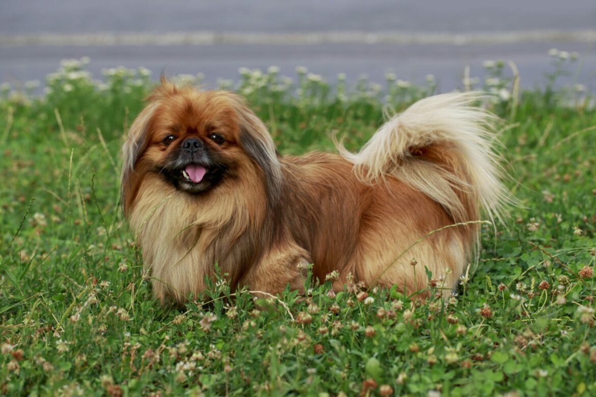 Pekinese im Rasseportrait | edogs