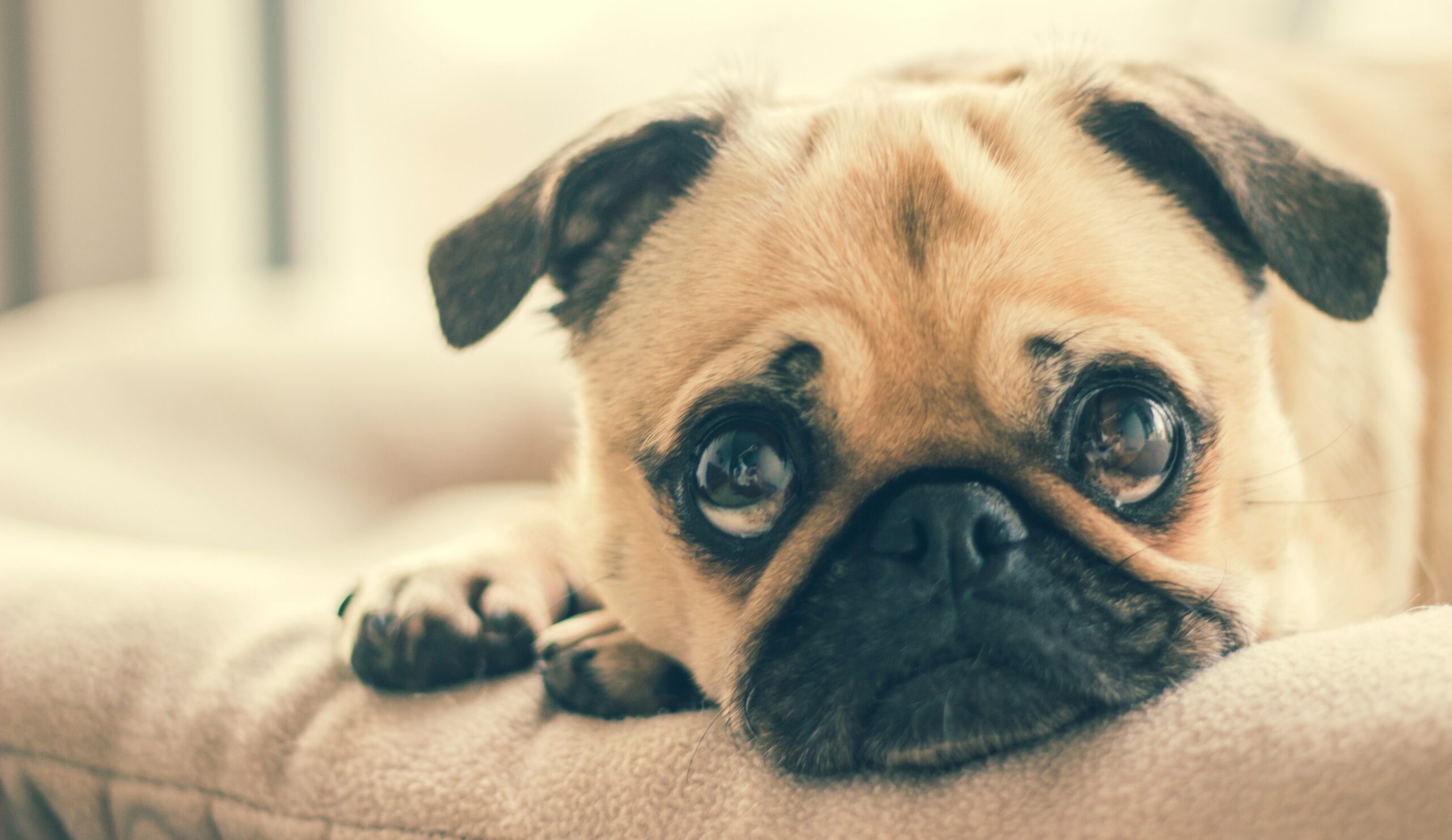 Frenchie Pug - Steckbrief, Charakter, Wesen und Haltung