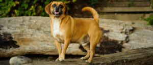 Beagle - Steckbrief, Charakter, Wesen und Haltung