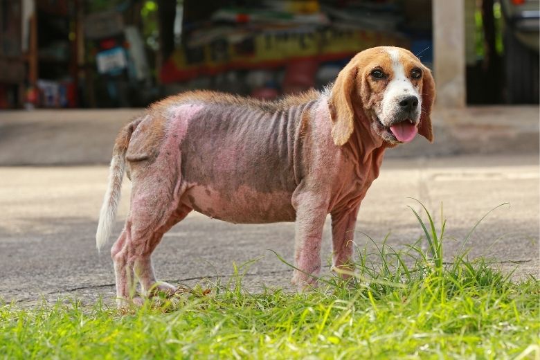 Haarlinge beim Hund- Was es zu beachten gibt | edogs Magazin