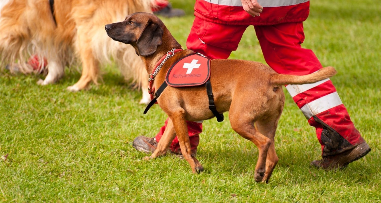 Rettungshunde Rassen von A bis Z mit Bildern | edogs Magazin