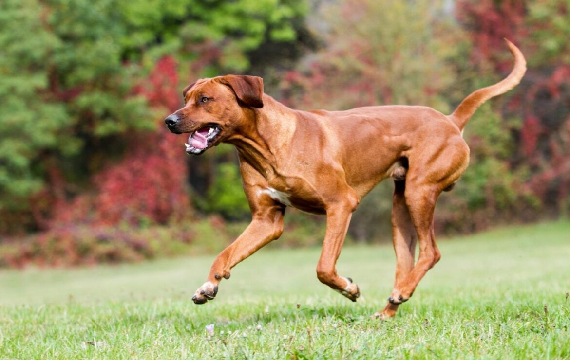 Rhodesian Ridgeback - Steckbrief, Charakter, Wesen und Haltung