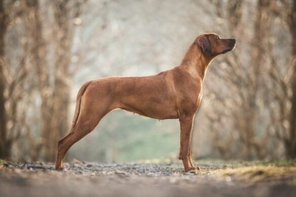 Rhodesian Ridgeback: Für wen eignet sich der Löwenjäger?